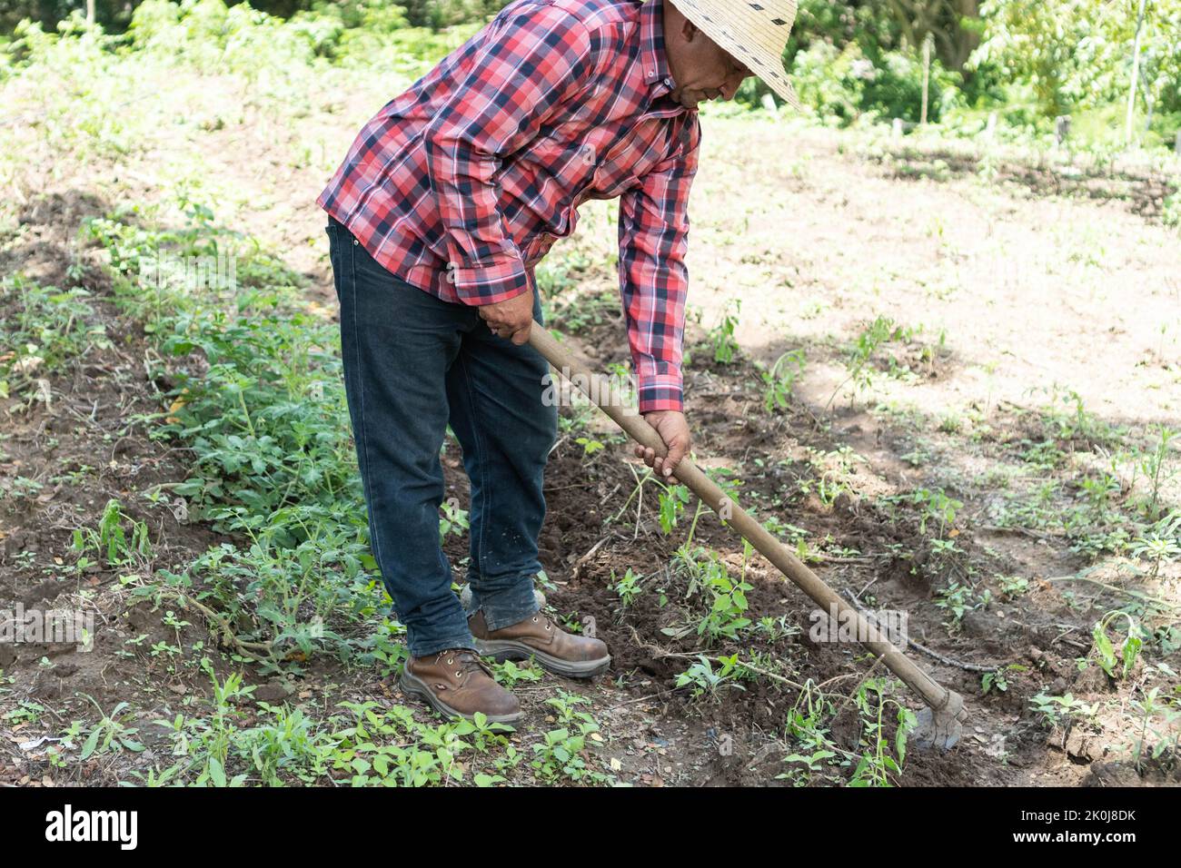 Older man digging in field Stock Photo - Alamy