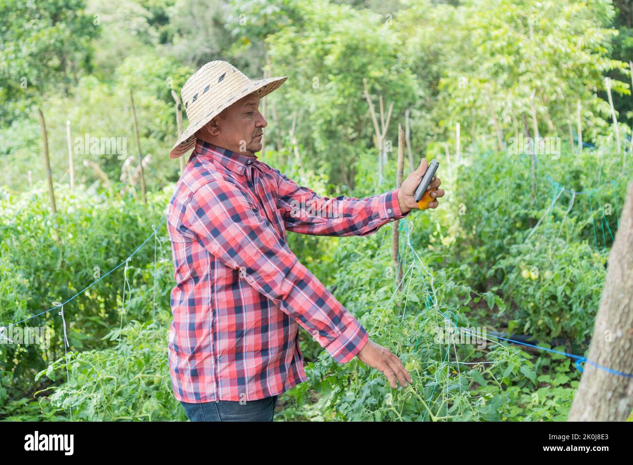 Hispanic Farm laborer using a digital tablet on a plantation Stock ...
