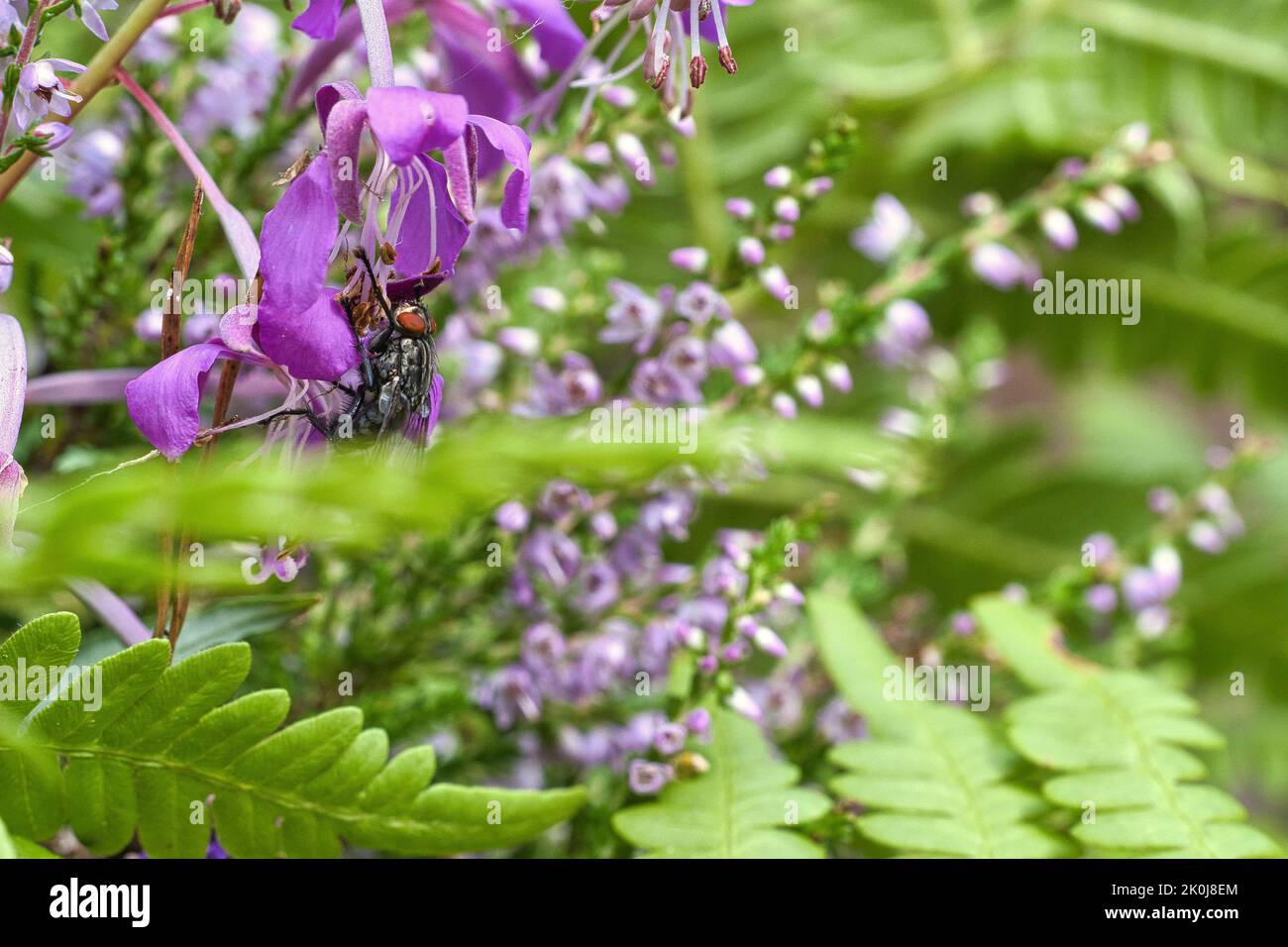 Flesh fly in bouquet of flowers taken while feeding. Pink flowers and ...