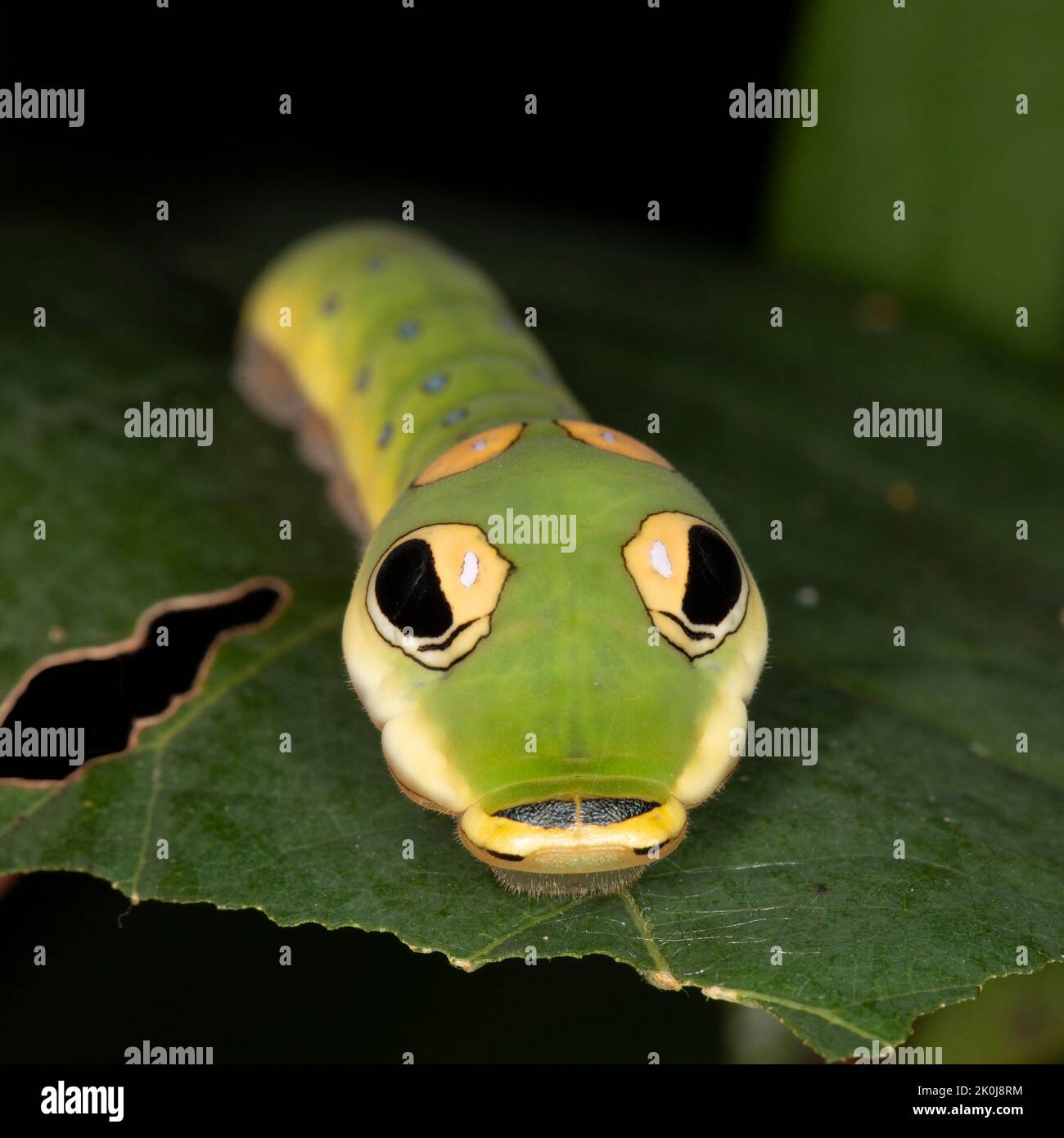 A master of mimicry, a Spicebush Butterfly larva (Papilio troilus ...