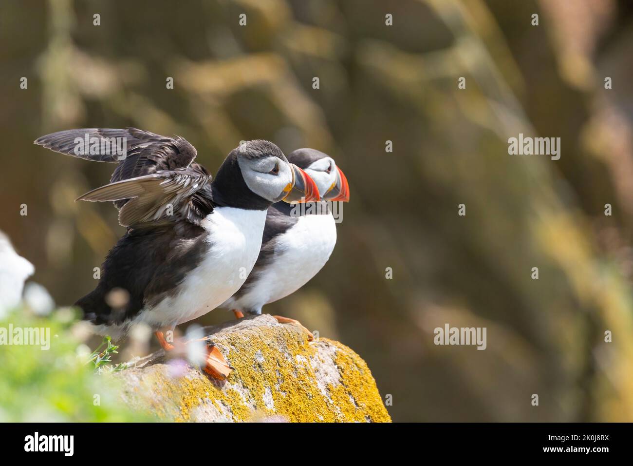 Common puffins hi-res stock photography and images - Alamy