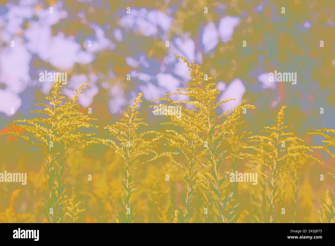 Summer meadow overgrown with lots of plants growing in the fields in a ...