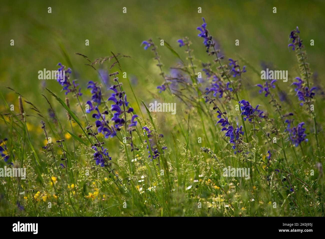 The blue Meadow sage flowers swaying in the wind in green meadow Stock ...