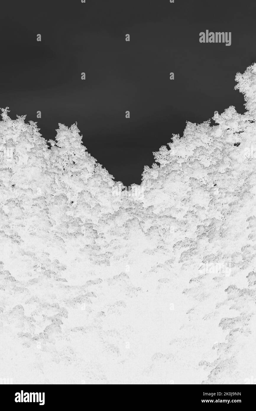 Minimalist view of trees growing in the forest in a black and white ...