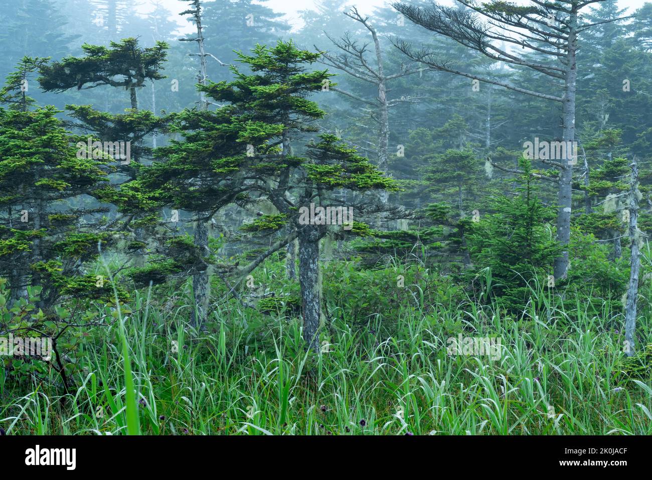 foggy morning landscape with beautiful twisted stunted pines Stock ...