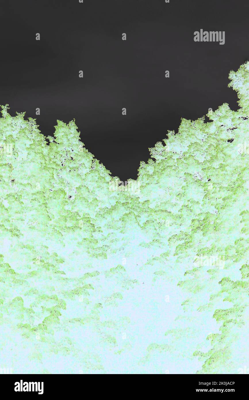 Minimalist view of trees growing in the forest in a bright colorful ...