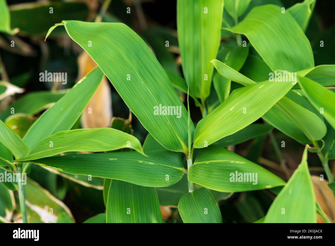 fresh leaves of young broad-leaf bamboo sasa Stock Photo - Alamy