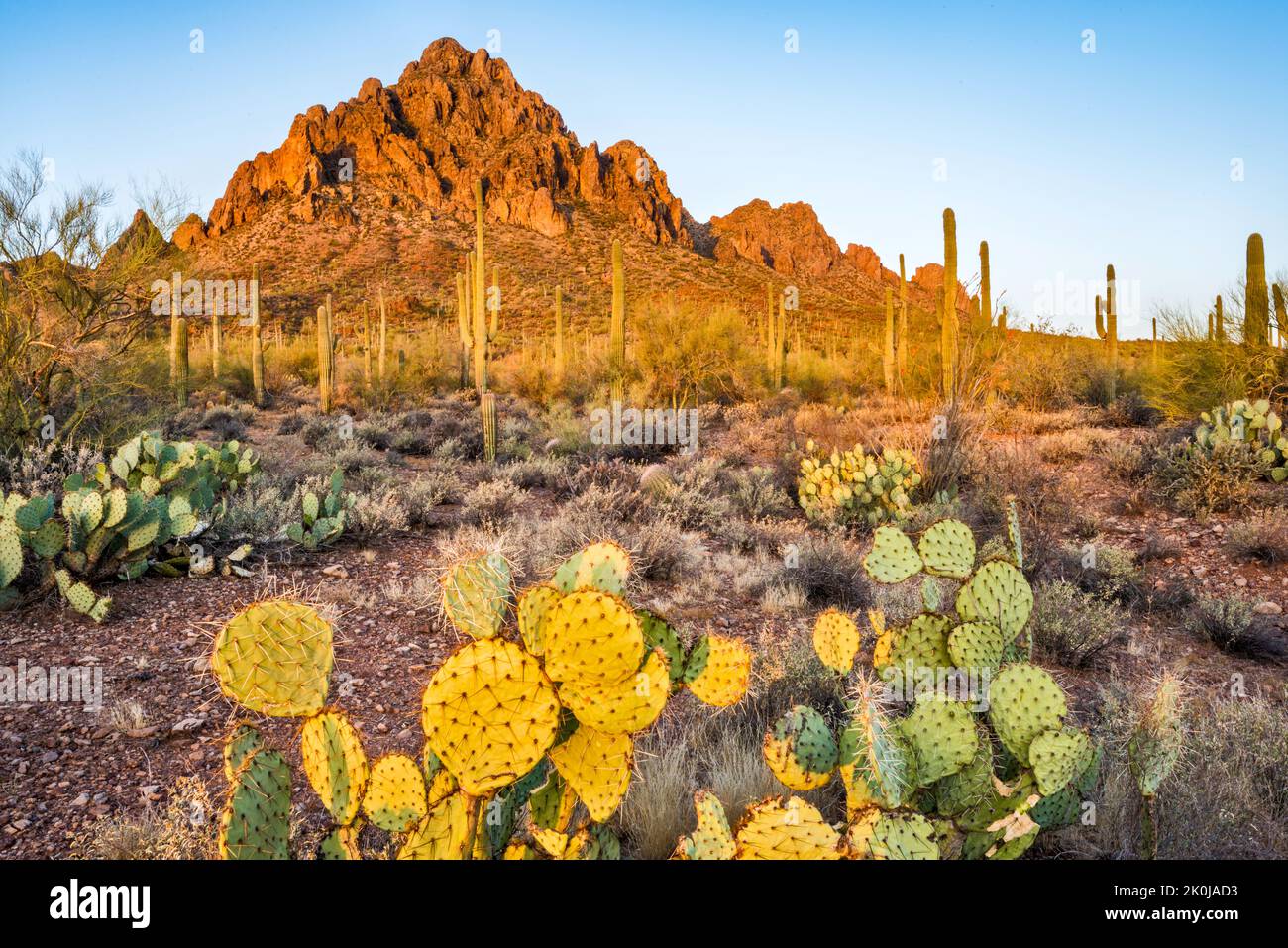 Ragged Top mountain, prickly pears, saguaro forest, at sunrise, Silver ...