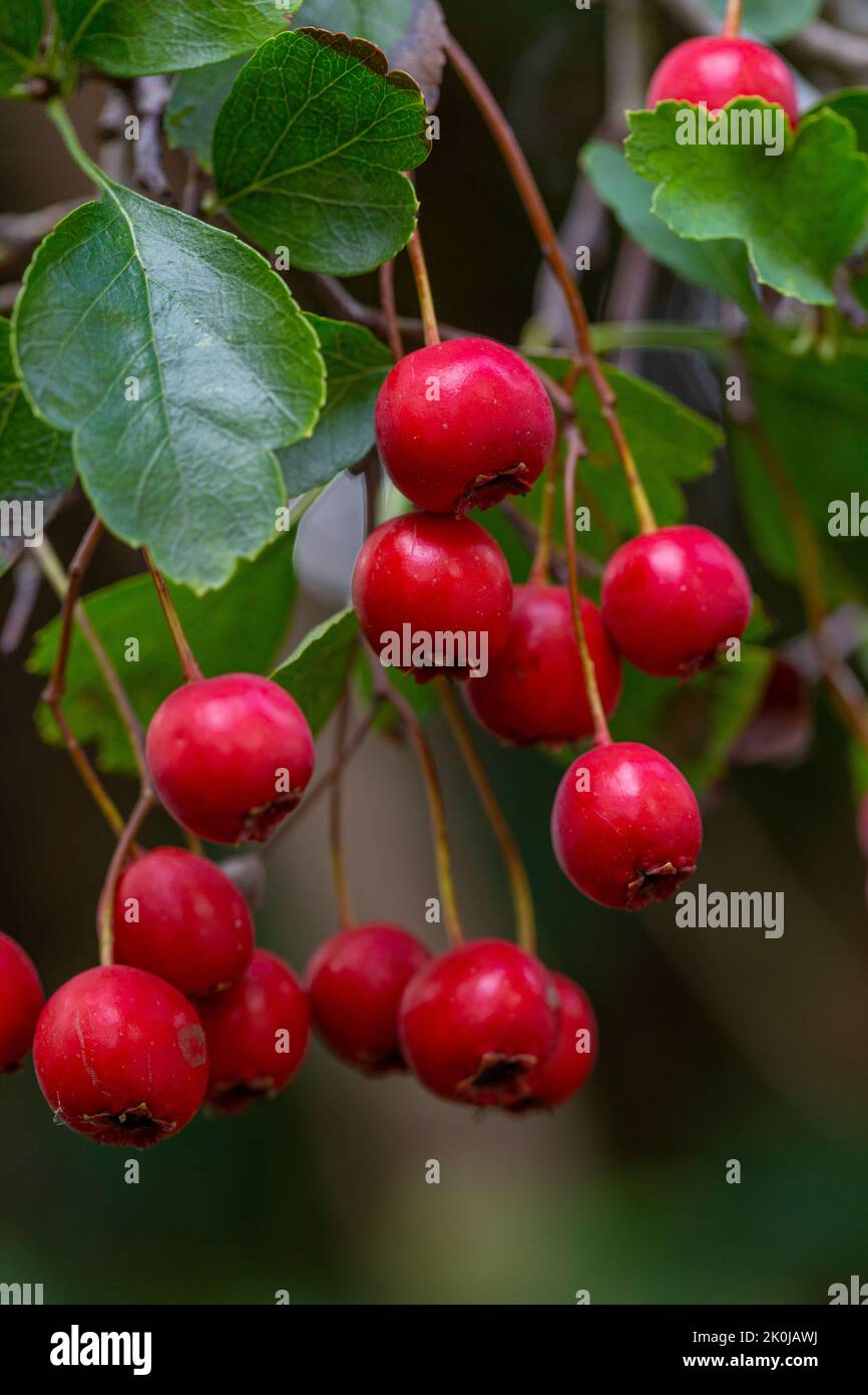 Crataegus laevigata fruit Stock Photo - Alamy