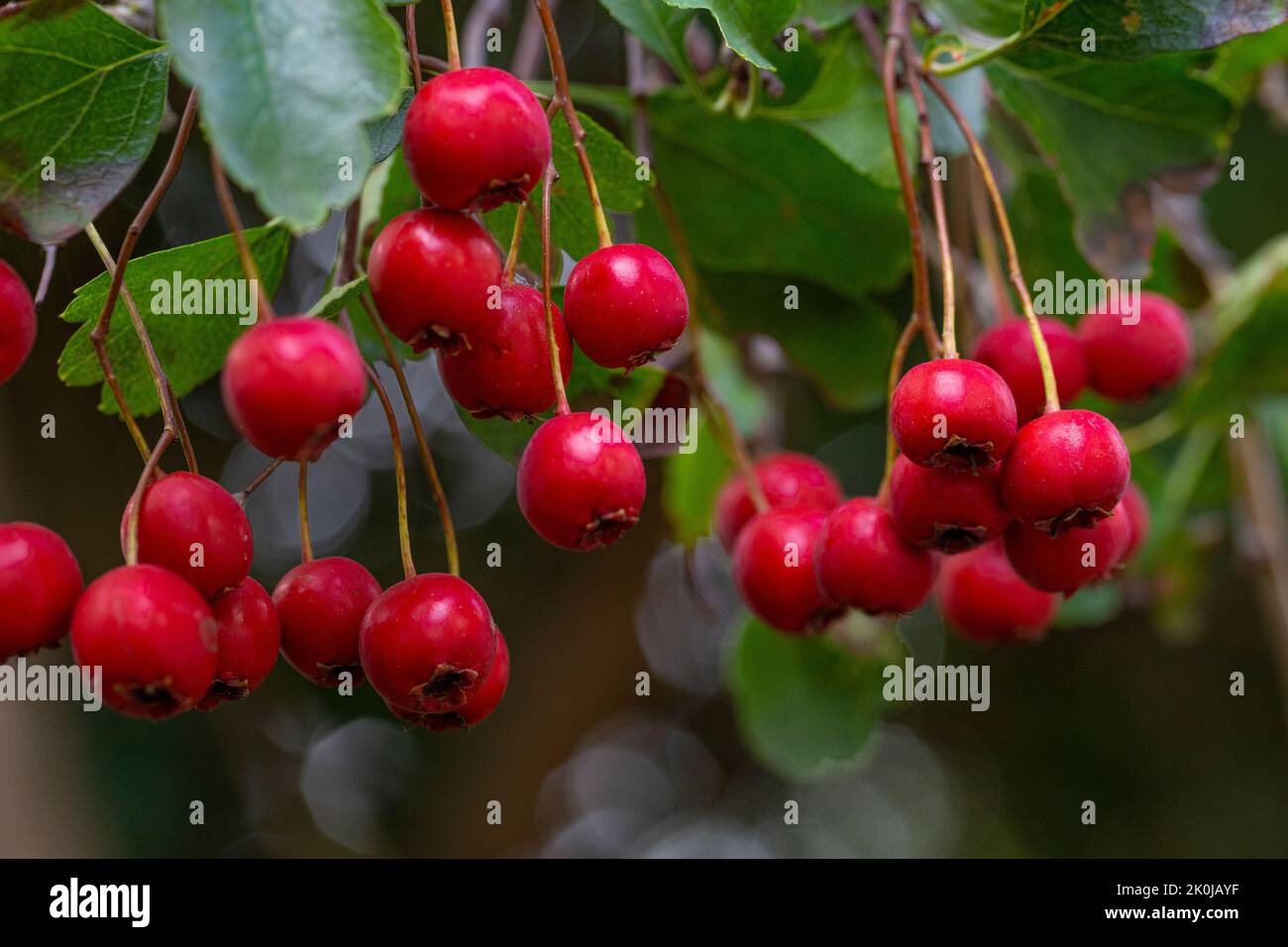 Crataegus laevigata fruit Stock Photo - Alamy