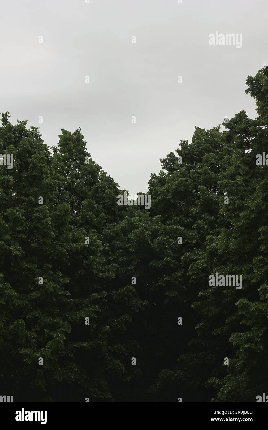 Minimalist view of trees growing in the forest Stock Photo - Alamy