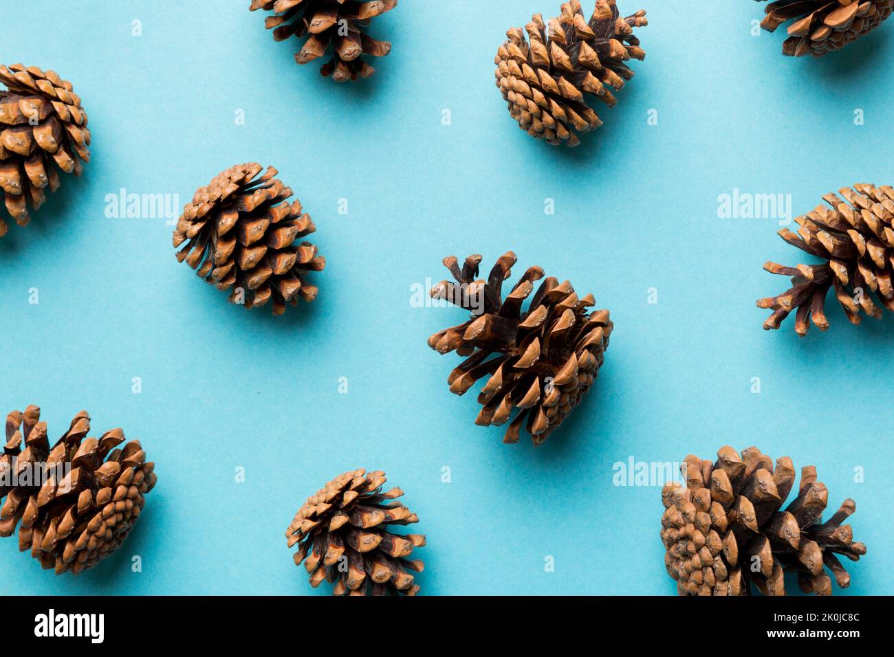 pine cones on colored table. natural holiday background with pinecones ...