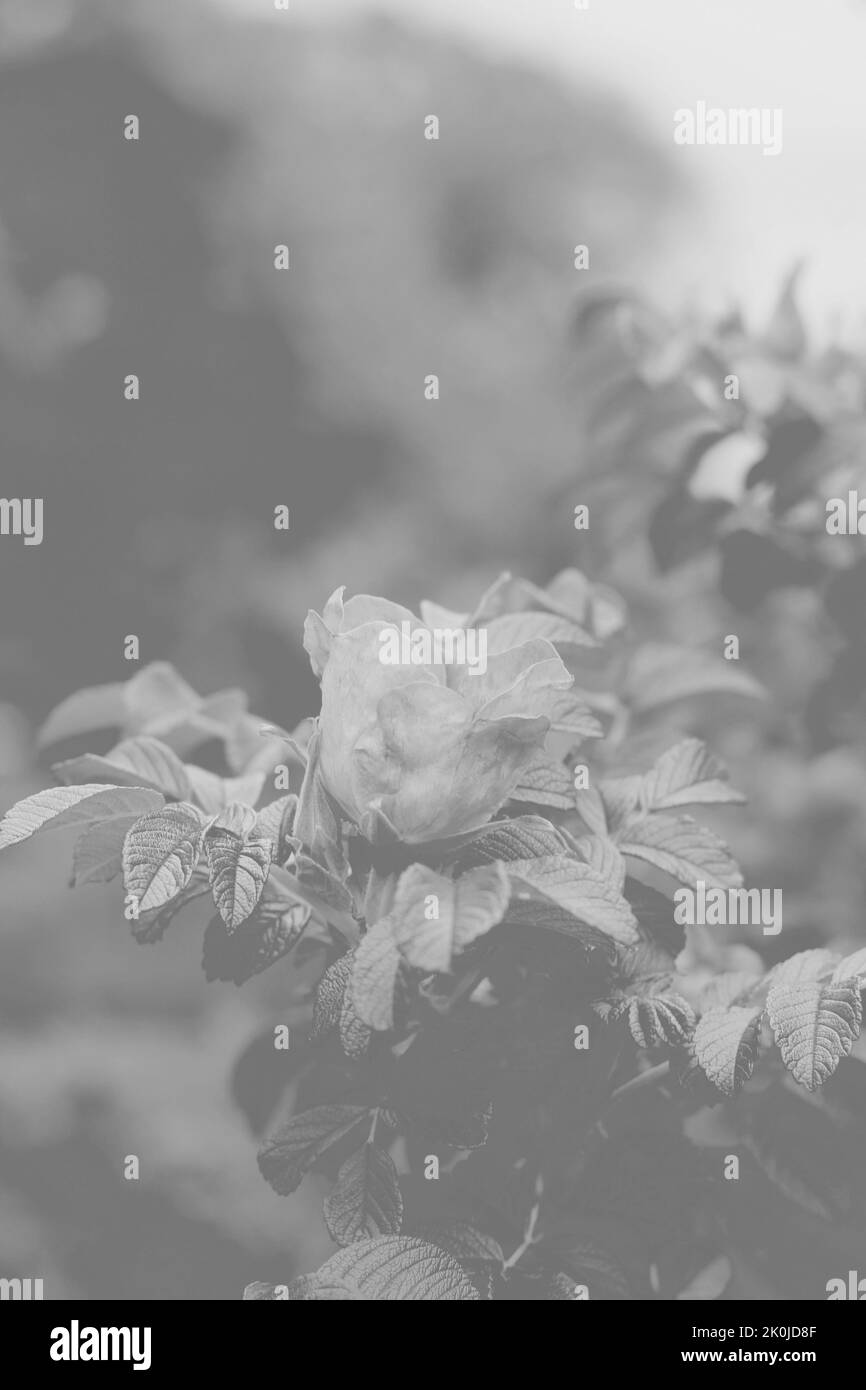 Gorgeous single rose Black and White Stock Photos & Images - Alamy