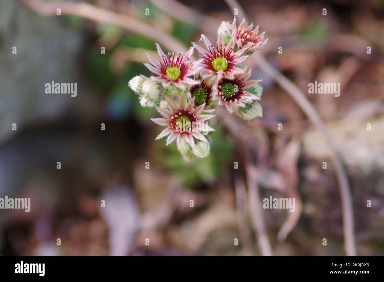 A closeup of Sempervivum tectorum, the common houseleek Stock Photo - Alamy