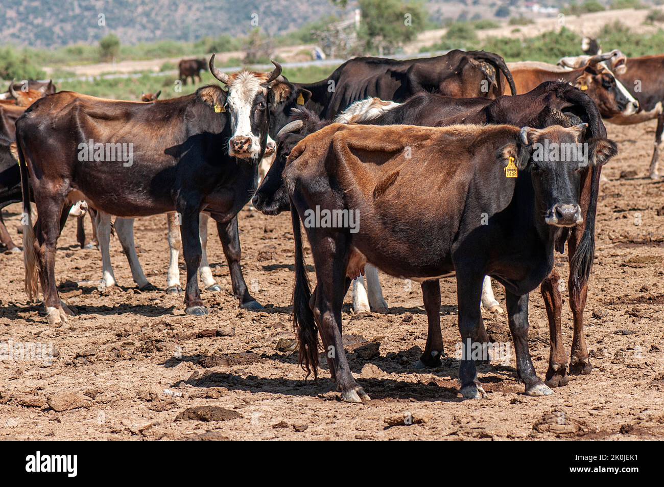 cattle waiting to be sold at the animal market Stock Photo - Alamy