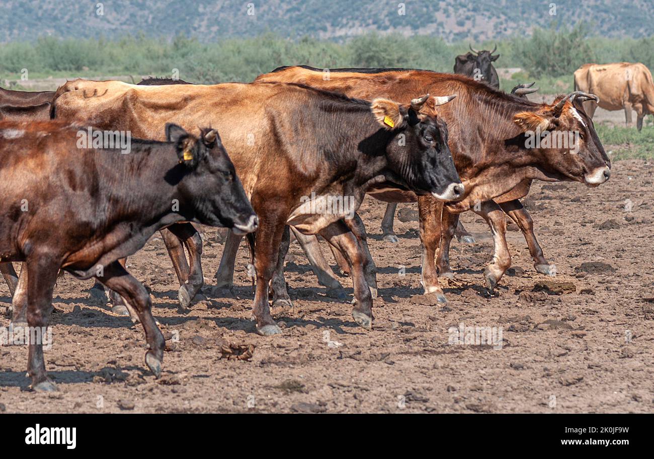 cattle waiting to be sold at the animal market Stock Photo - Alamy