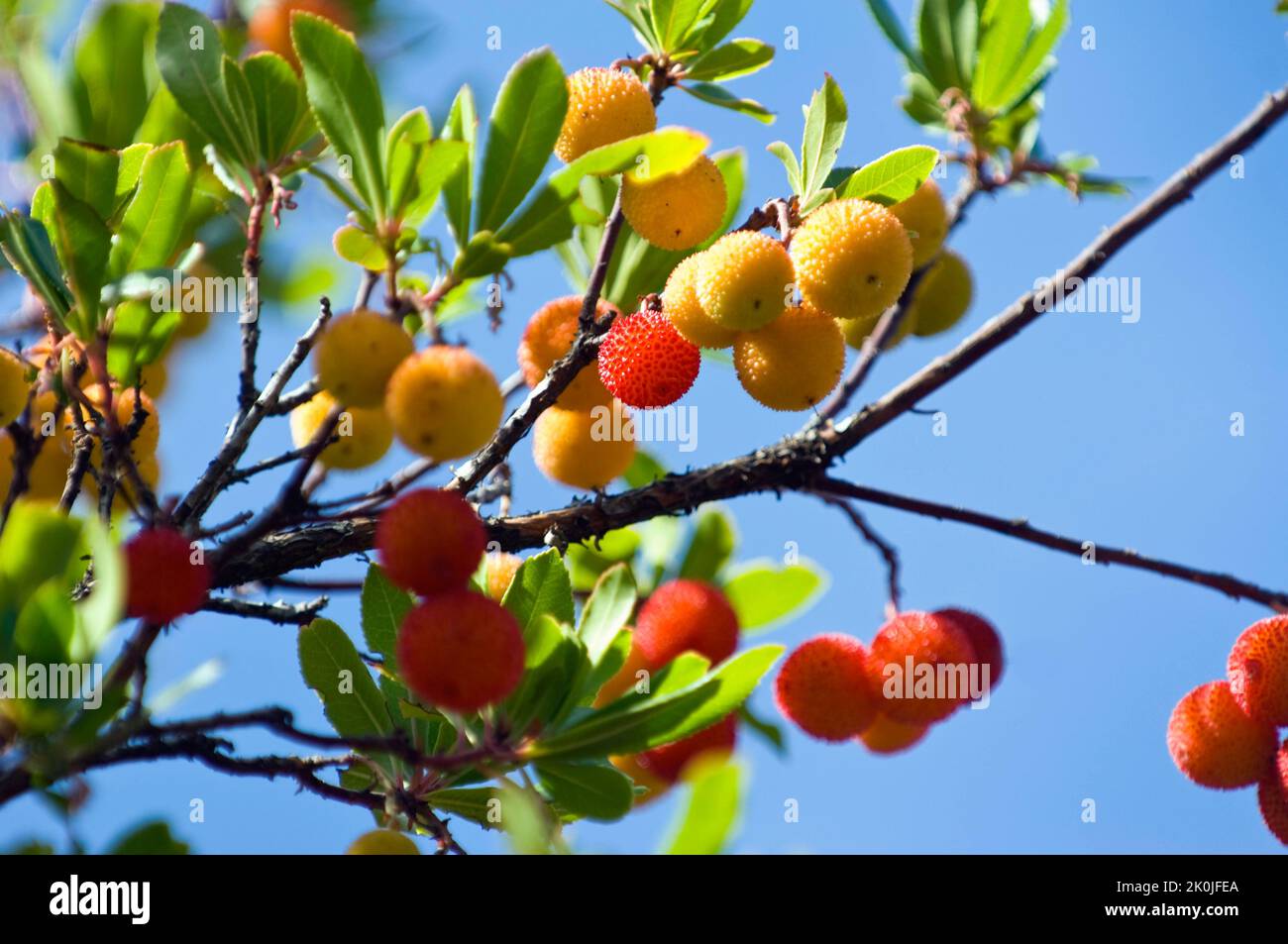 strawberry tree, Arbutus unedo, plants, Sardinia, Italy Stock Photo - Alamy