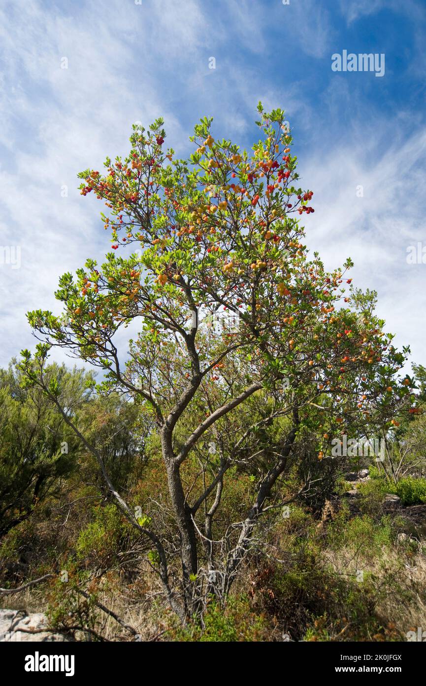 Arbutus unedo hi-res stock photography and images - Alamy