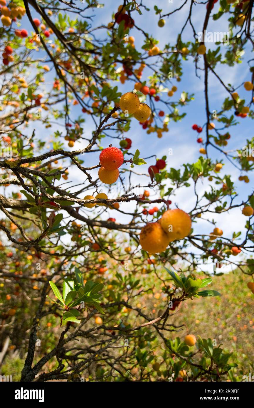 strawberry tree, Arbutus unedo, plants, Sardinia, Italy Stock Photo - Alamy