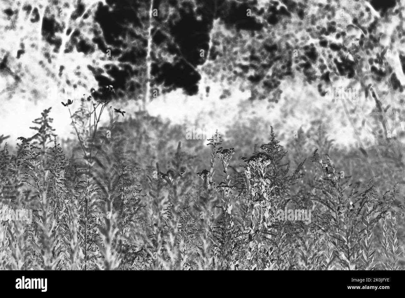 Summer meadow overgrown with lots of plants growing in the fields in a ...