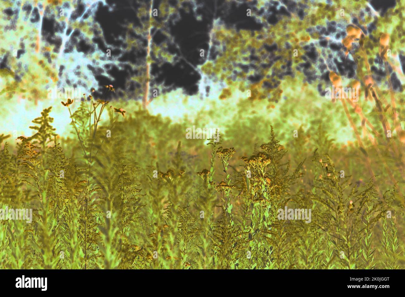 Summer meadow overgrown with lots of plants growing in the fields in a ...