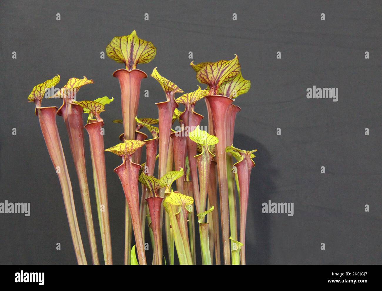 A Beautiful Large Sarracenia Red Tube Plant Stock Photo - Alamy