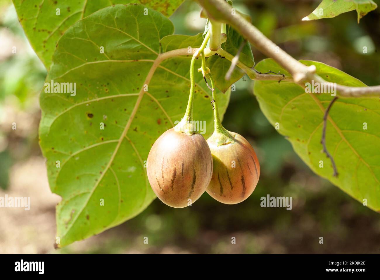 Tree tomato tamarillo exotic fruit - Solanum betaceum Stock Photo - Alamy