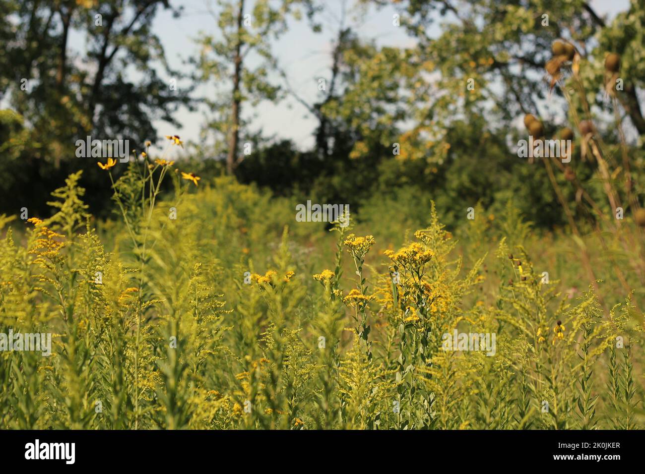 Summer meadow overgrown with lots of plants growing in the fields Stock ...