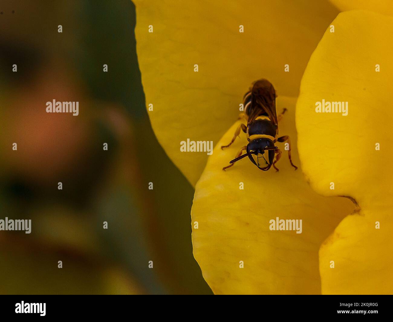 Hylaeus pictus, Painted Masked Bee Stock Photo - Alamy