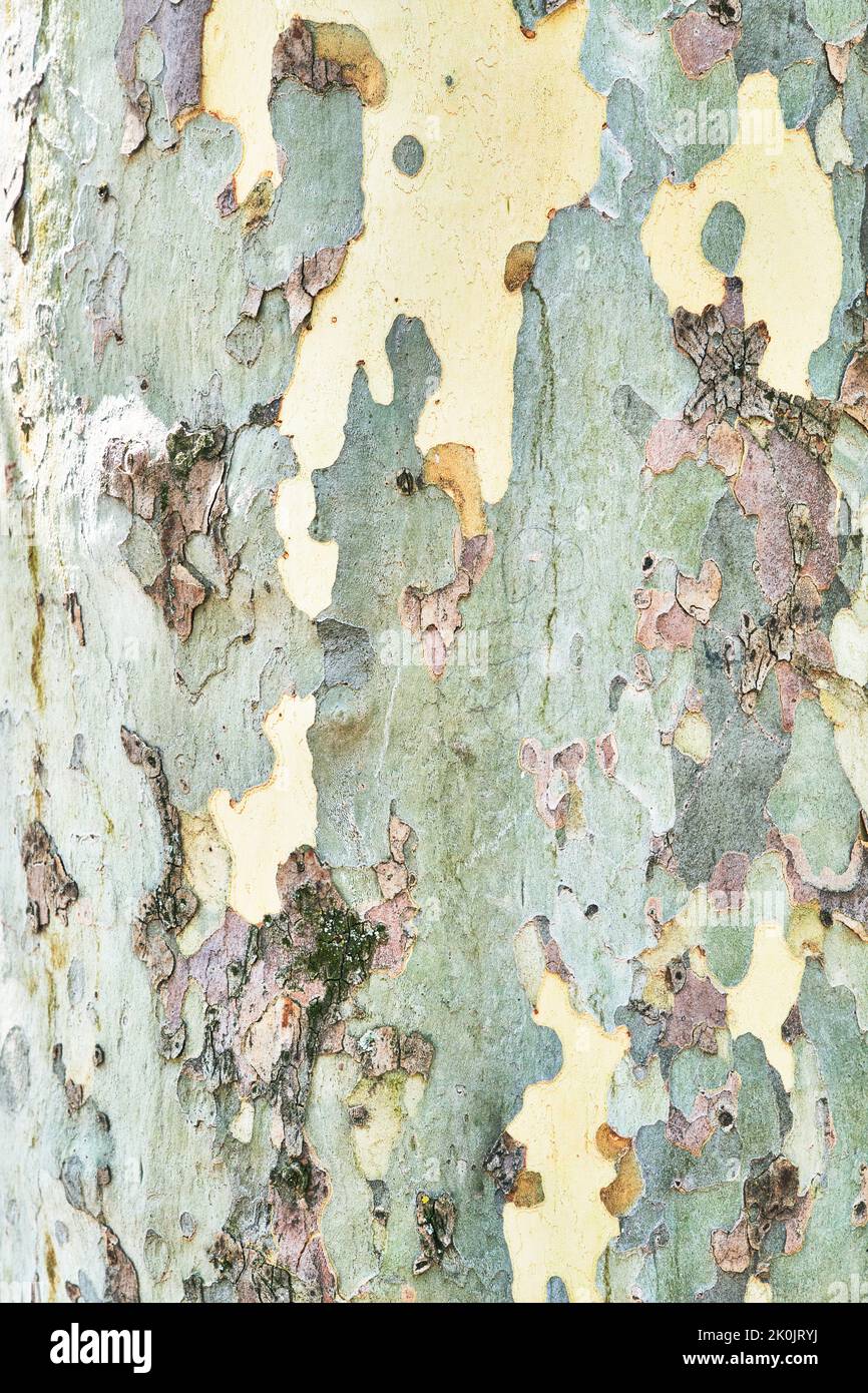 Beautiful tree bark texture image Stock Photo - Alamy