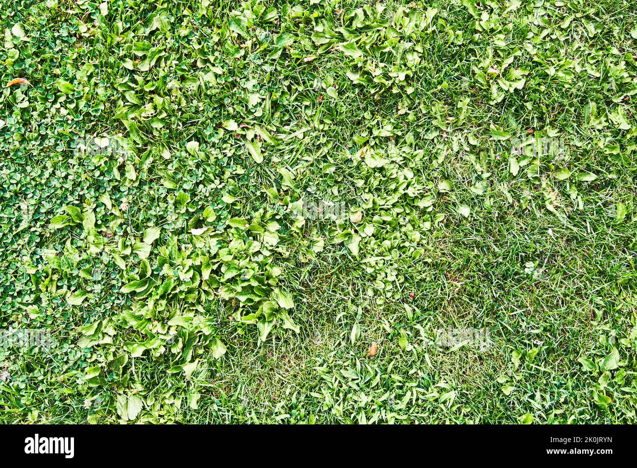 Beautiful grass texture image Stock Photo - Alamy