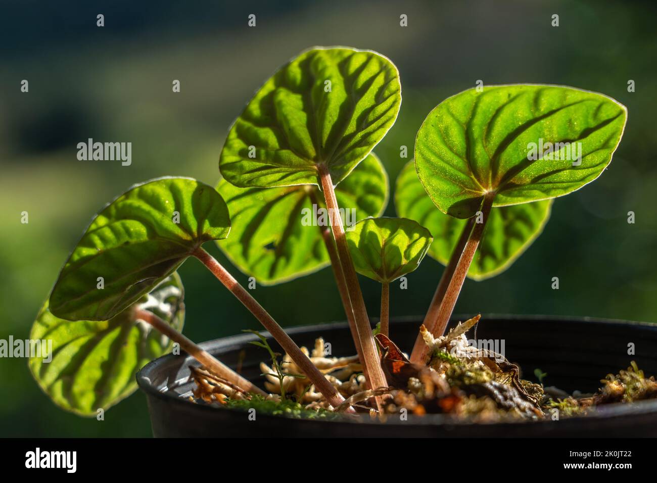 Bright green peperomia caperata aka emerald ripple in pot with backlit ...