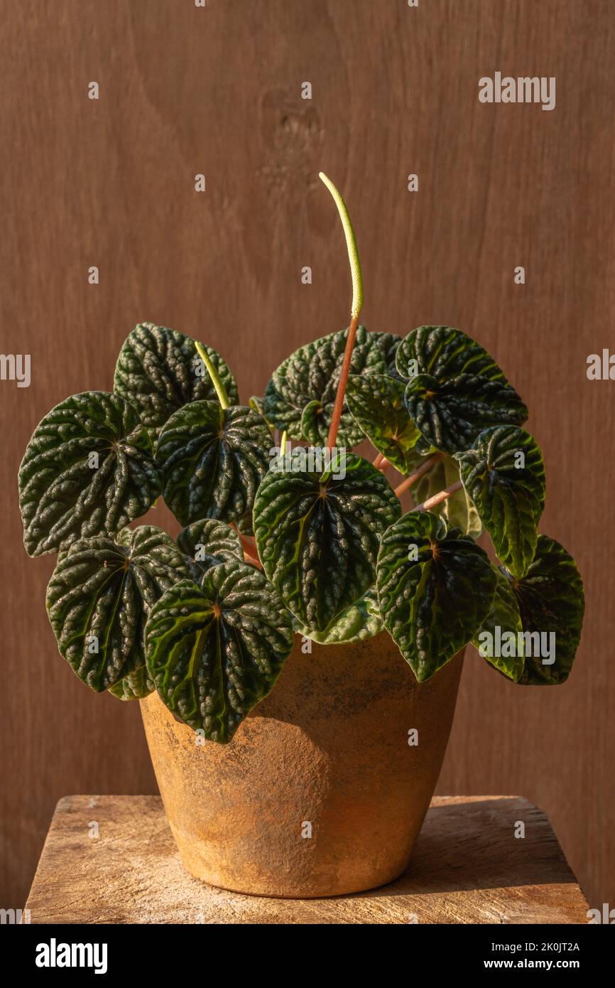 Emerald Ripple Peperomia