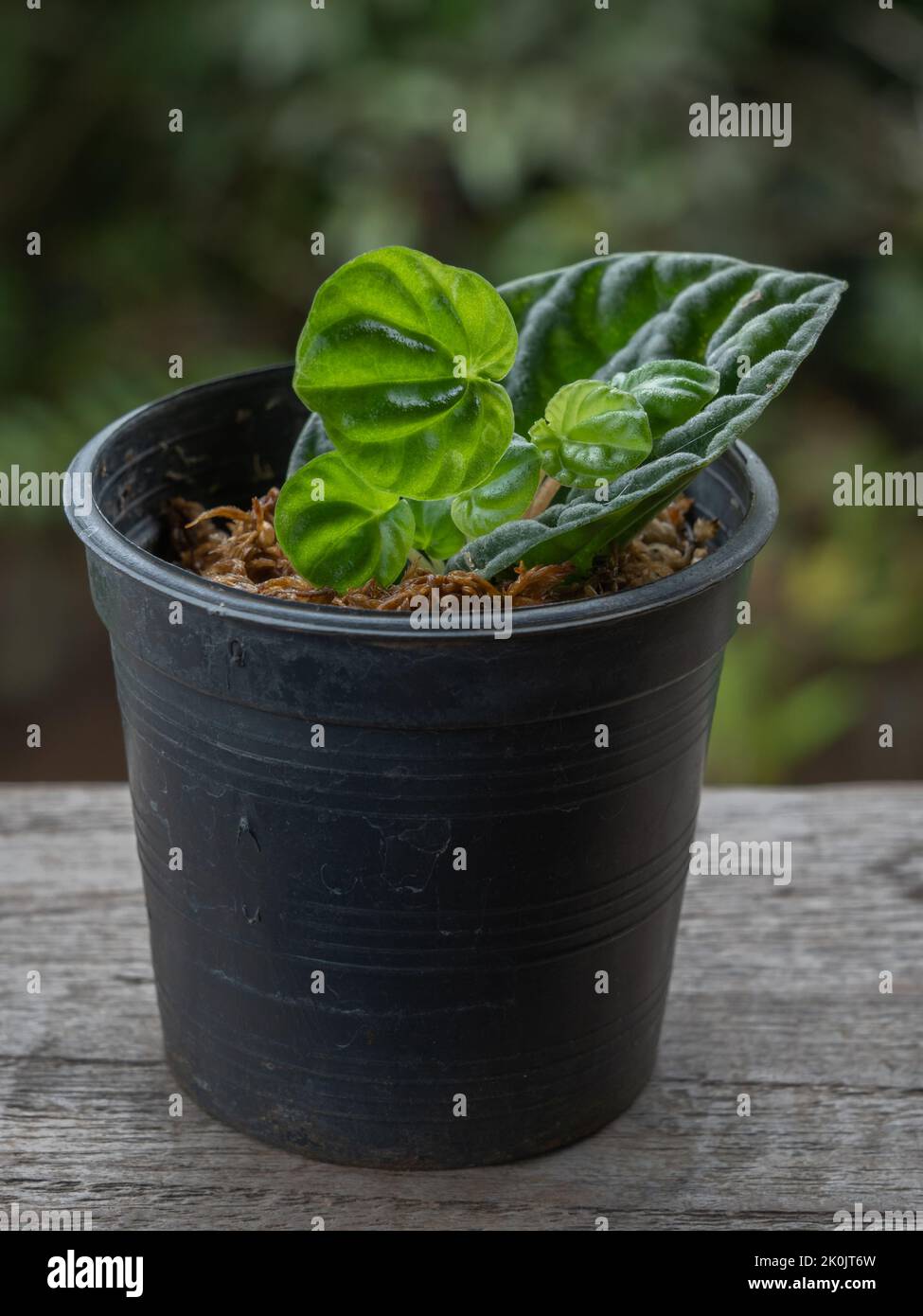 Closeup of fresh young green peperomia caperata plant aka emerald ...
