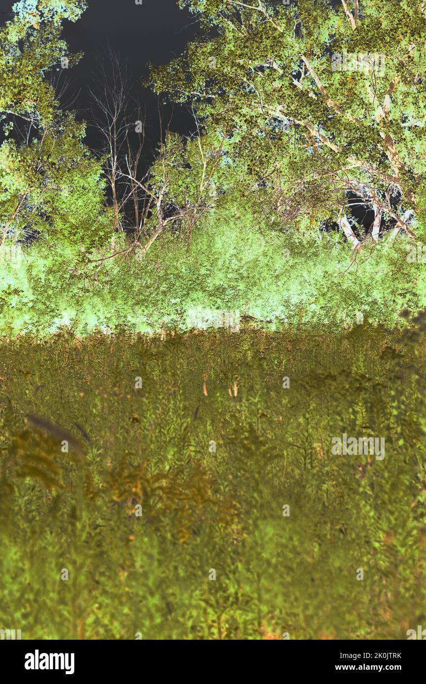 Summer meadow overgrown with lots of plants growing in the fields in a ...