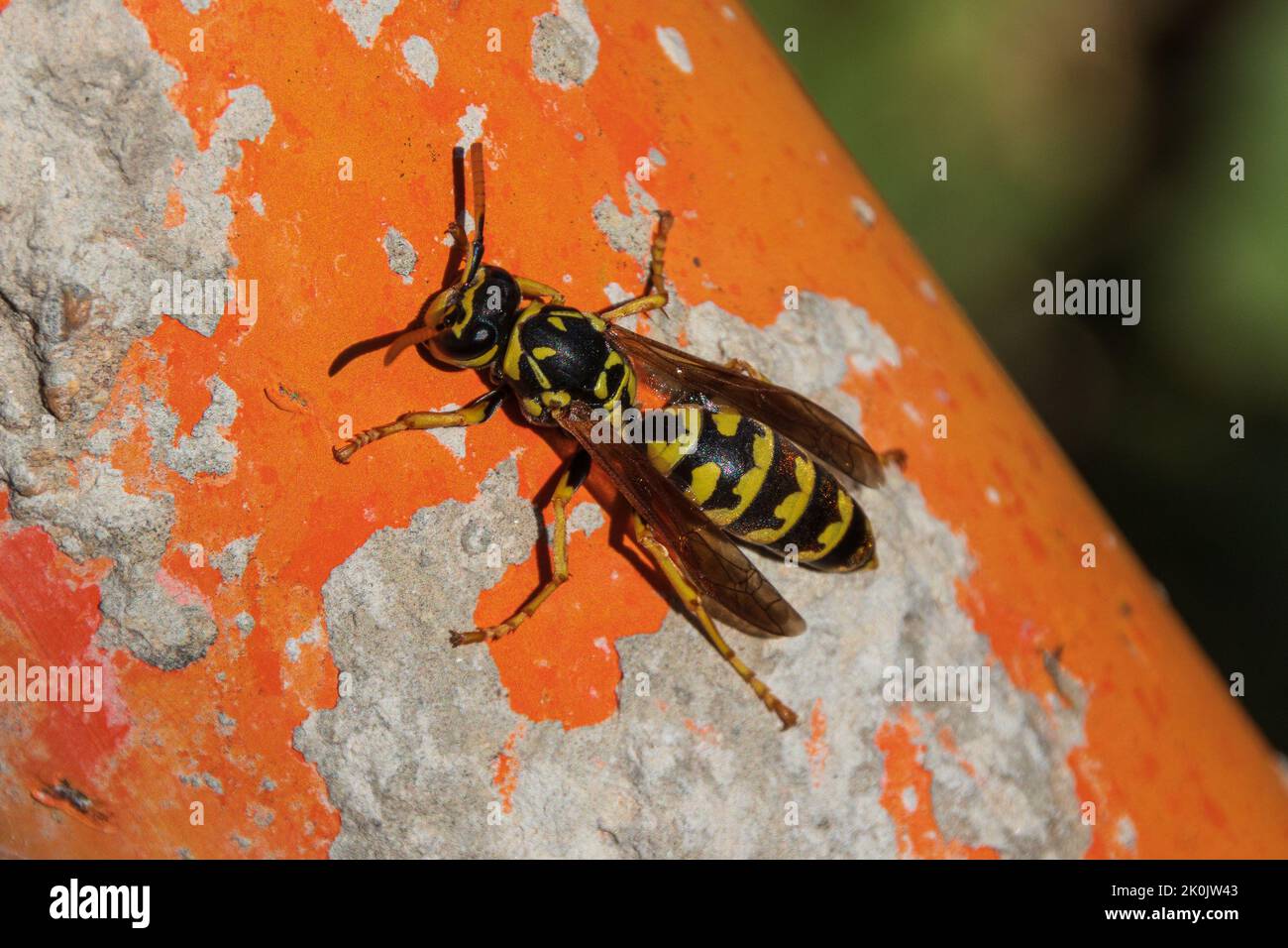 Polistes dominula, European Paper Wasp Stock Photo - Alamy