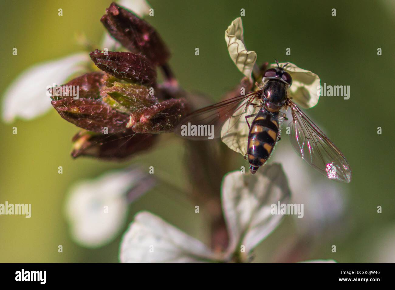 Meliscaeva auricollis, Spotted Thintail Hoverfly Stock Photo - Alamy