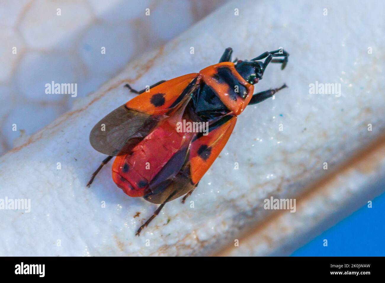 Scantius aegyptius, Mediterranean Red Bug Stock Photo - Alamy
