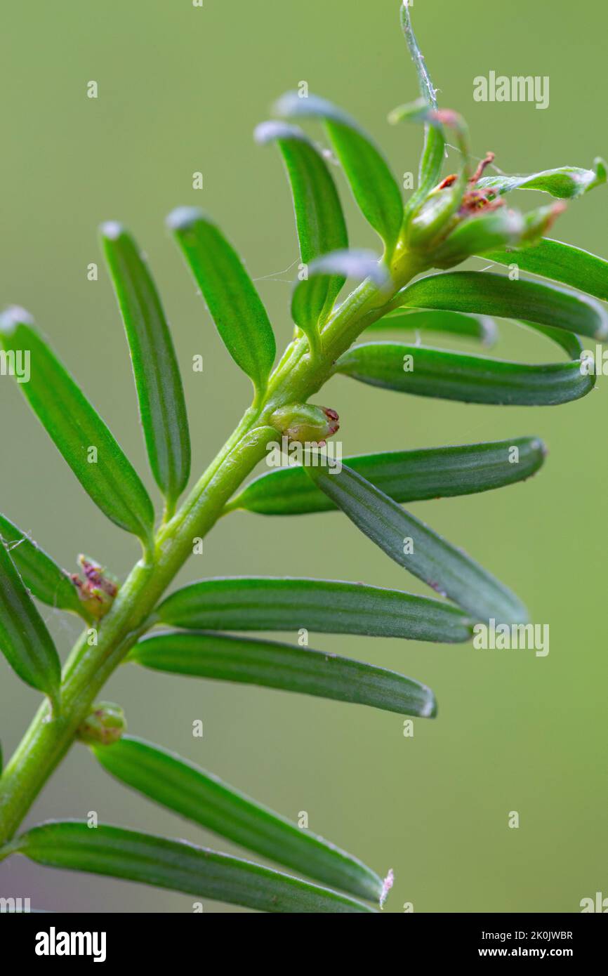 Taxus baccata bud Stock Photo - Alamy