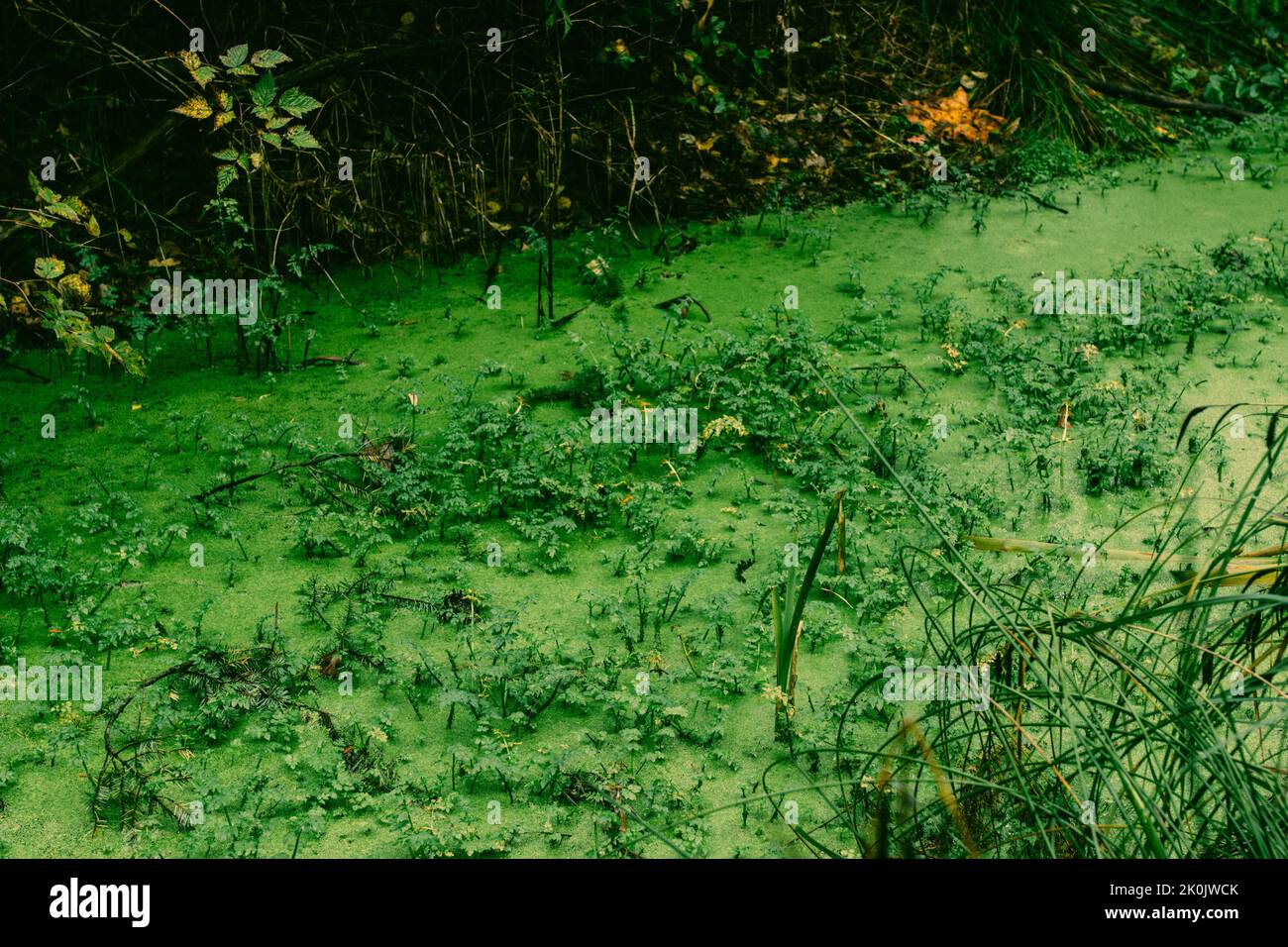 Pacific Northwest pond covered in bright green algae, scum Stock Photo ...