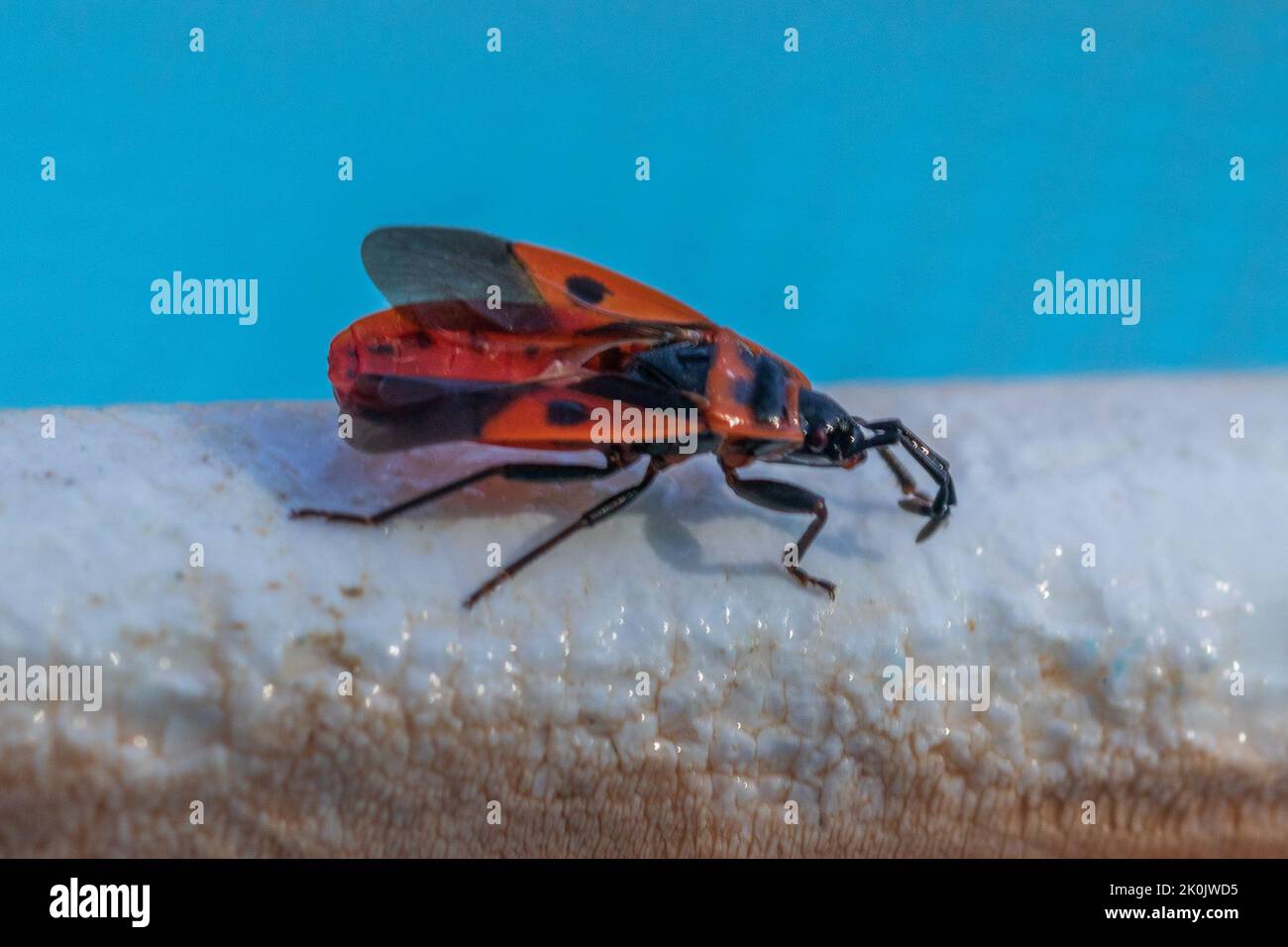 Med bug hi-res stock photography and images - Alamy