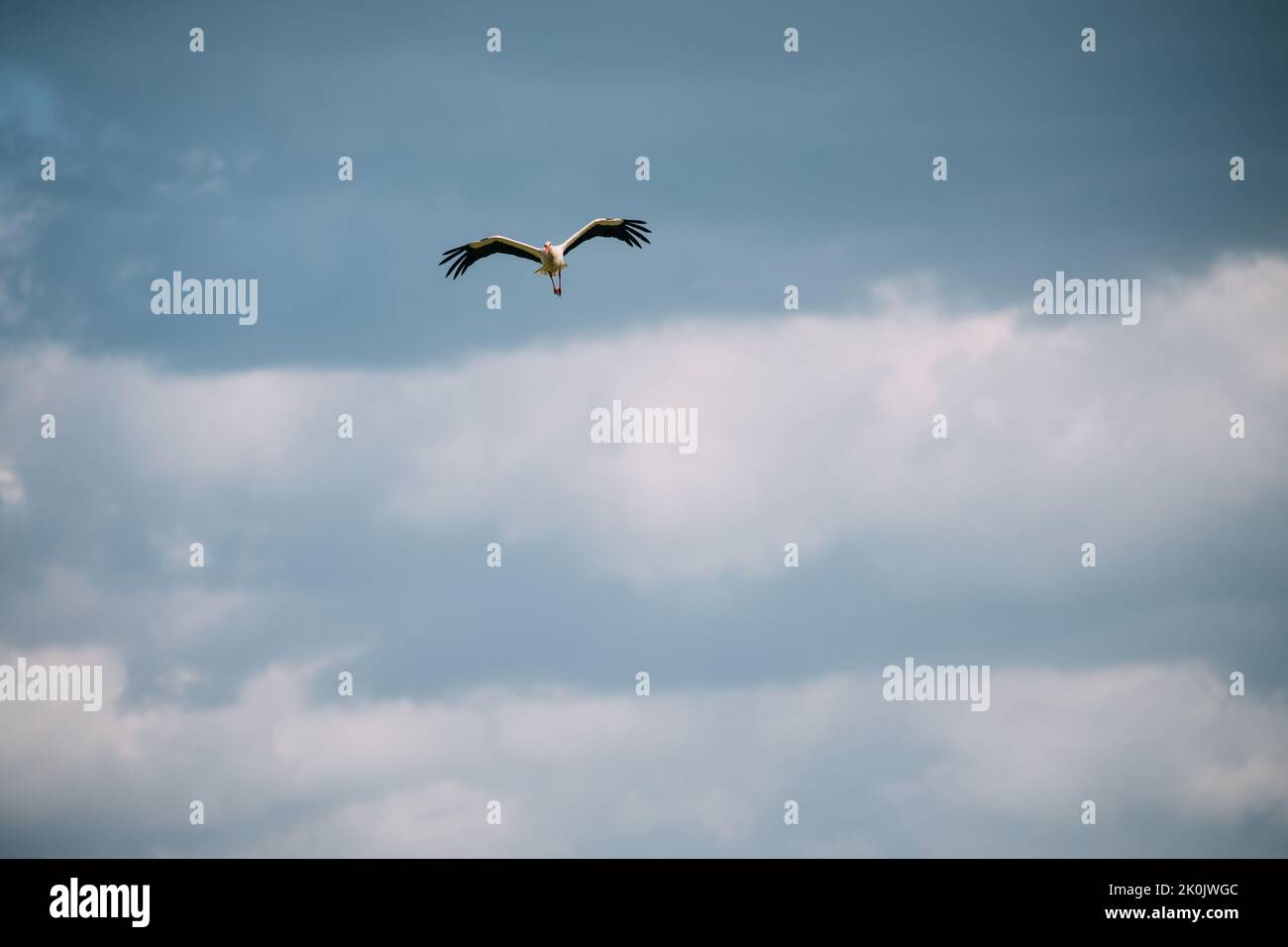Adult European White Stork - Ciconia Ciconia Flying High In Sky. White ...