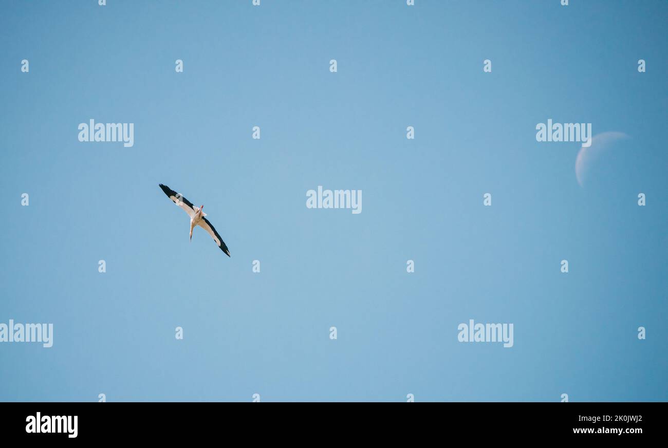 White Stork Flies In Blue Sky With Its Wings Spread Out. Migratory Bird ...