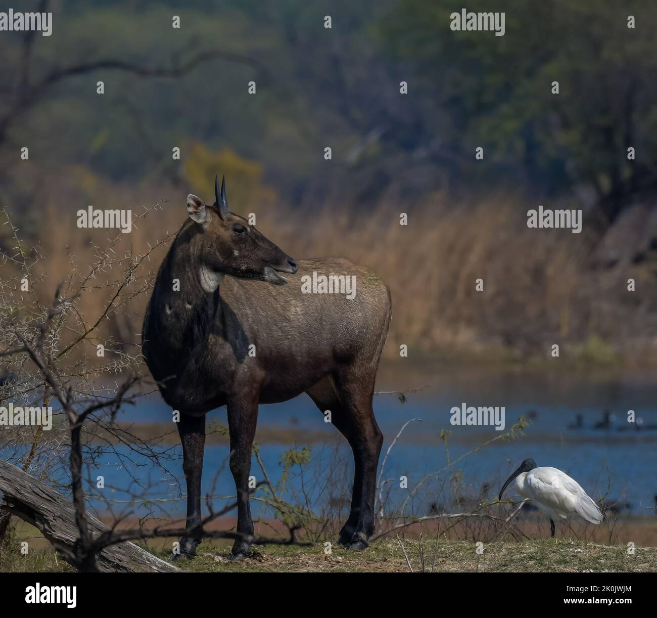 Bluebuck hi-res stock photography and images - Alamy