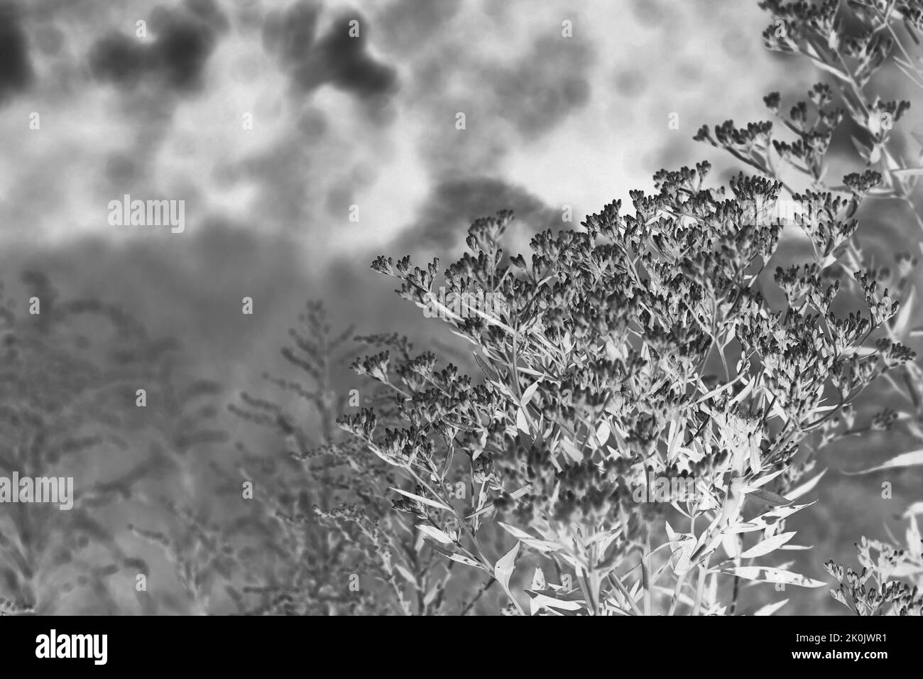 Summer meadow overgrown with lots of plants growing in the fields in a ...