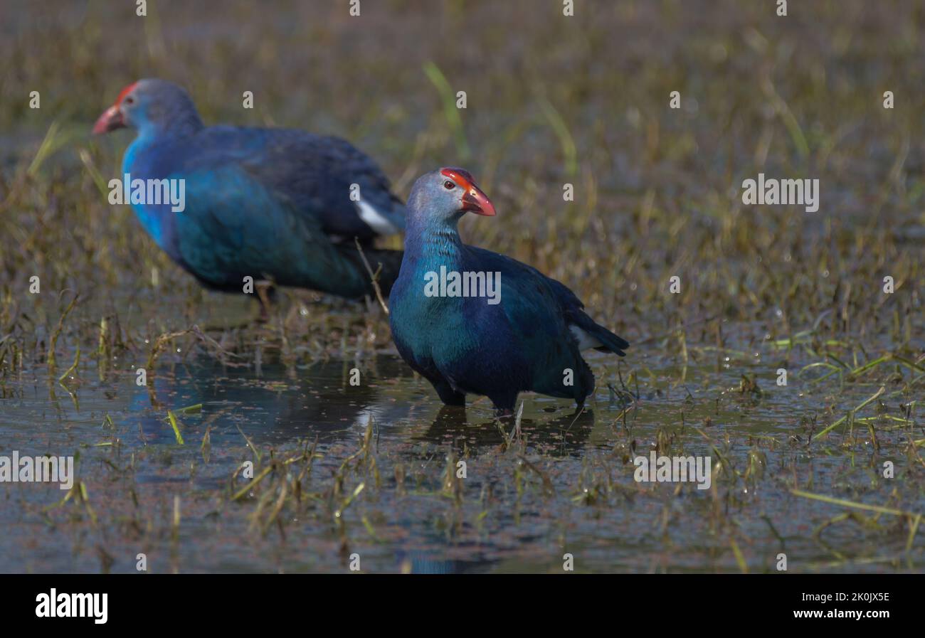 Grey headed swamp hen india hi-res stock photography and images - Alamy