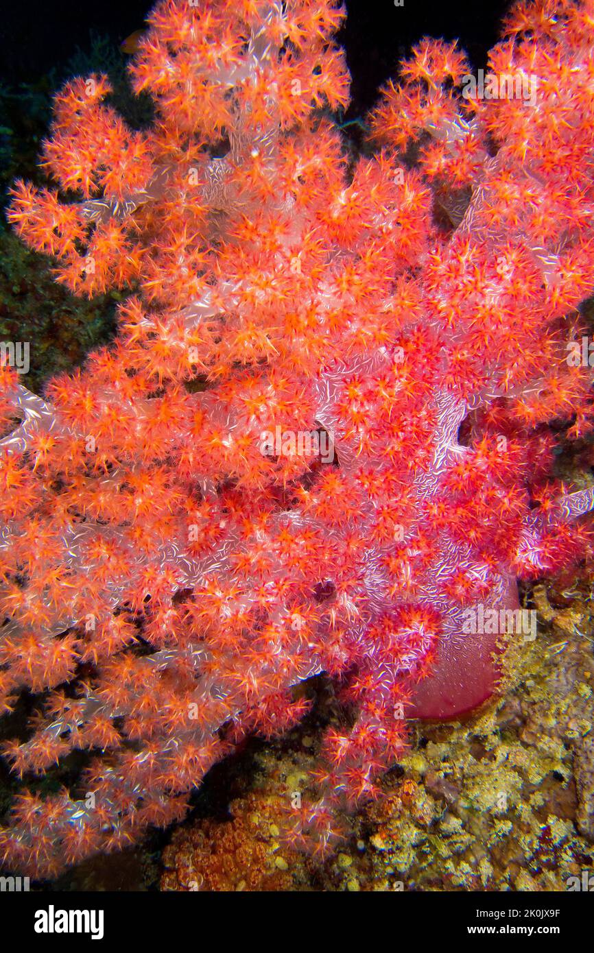 Multi-branched Trees Soft Coral, Coral Reef, South Malé Atoll, Maldives ...
