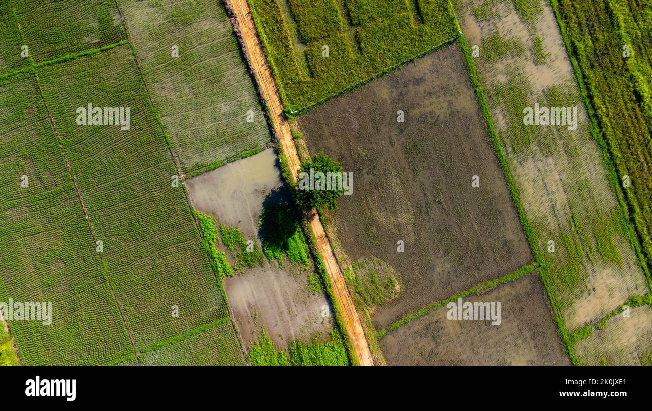 Aerial view of green wavy field in sunny day. Beautiful green area of ...