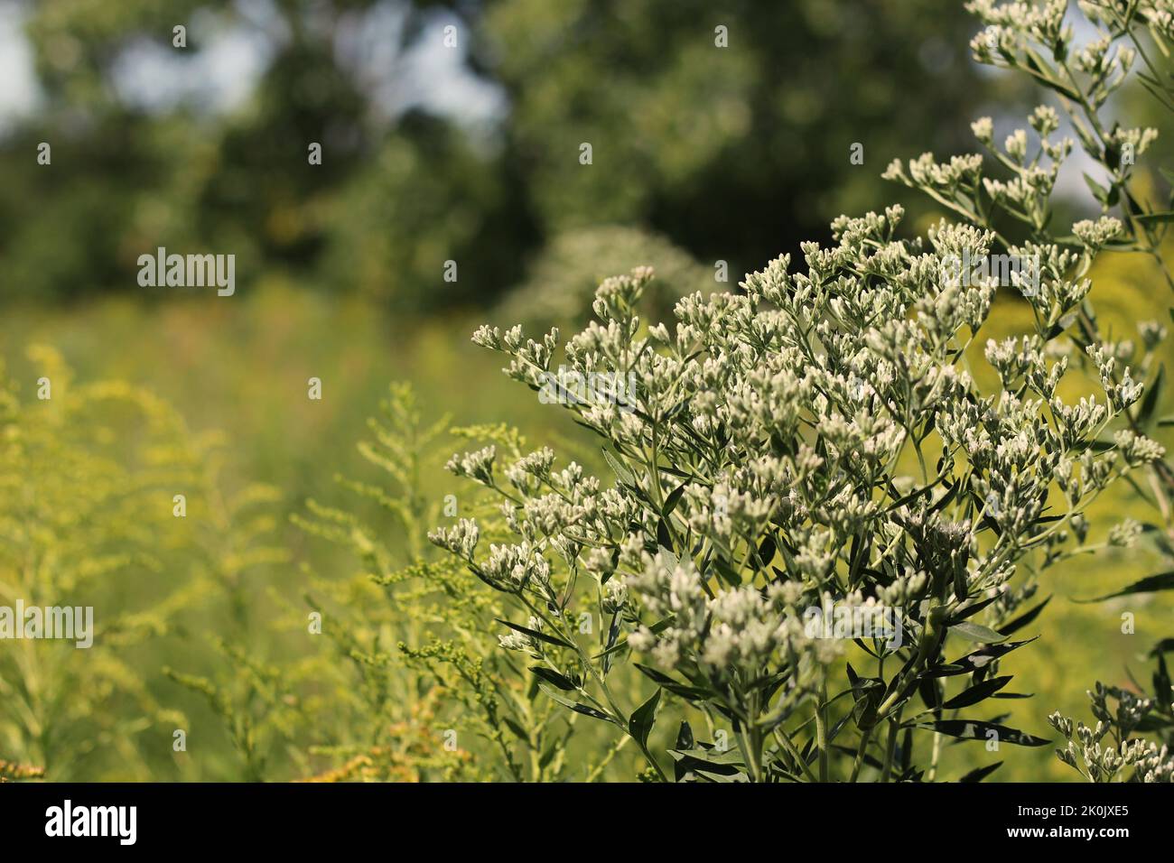 Summer meadow overgrown with lots of plants growing in the fields Stock ...
