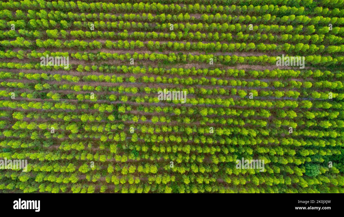 Aerial view of Eucalyptus plantation in Thailand. Aerial capture with ...